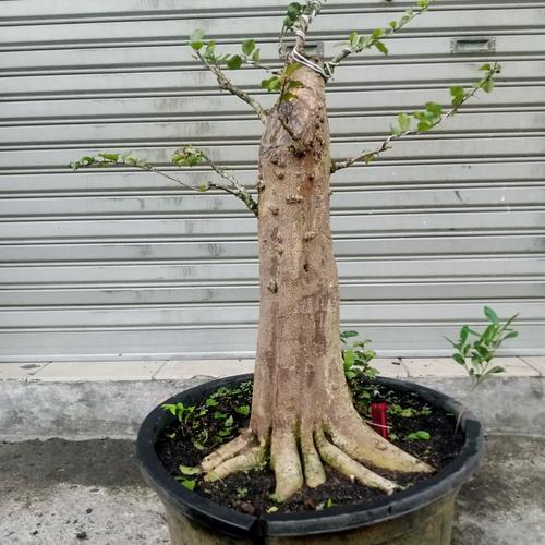 Jual Tanaman Bonsai Rukem Bahan Prospek Formal Akar Keliling - Kab ...