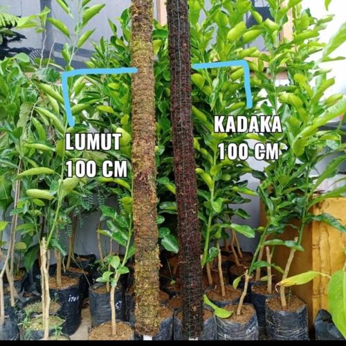 Jual Turus tanaman rambatan akar kadaka, turus lumut, turus Moss hitam ...