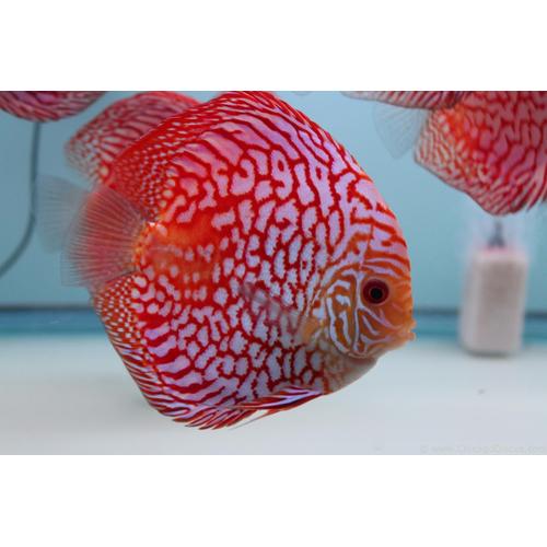 Jual ikan discus pigeon checkerboard pcb - Kota Bekasi - Robincihu1 ...