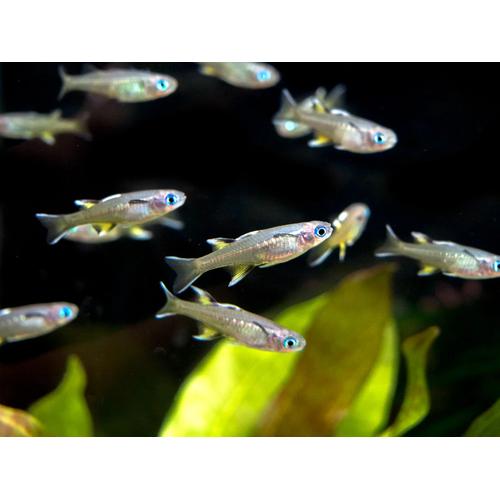 Jual Pseudomugil Signifer blue eye - Female - Kota Depok ...