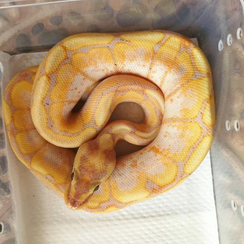 Jual Banana Spider Ballpython - Jakarta Selatan - Bens Reptile | Tokopedia