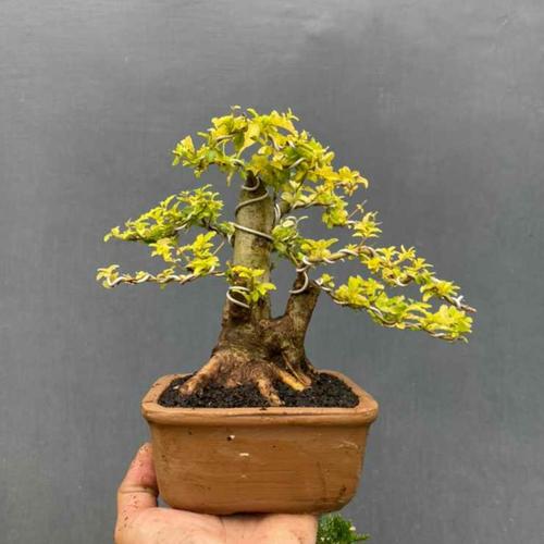 Jual Bonsai golden legistrum siap pajang,termasuk pot - Kota Batu ...