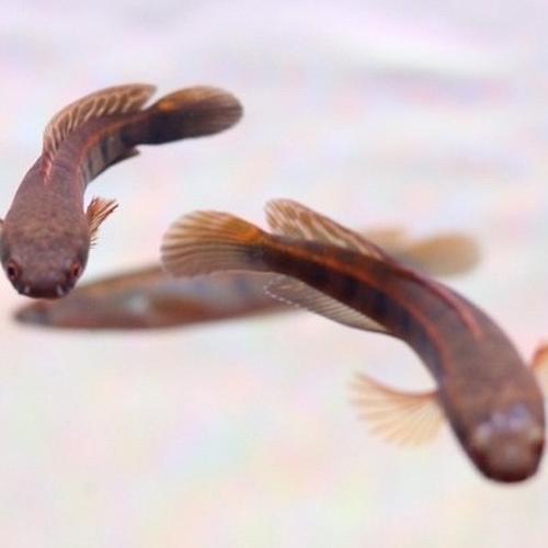 Jual chana maru red barito channa 4-6cm - 4-6cm - Kota Bandung - Queen ...
