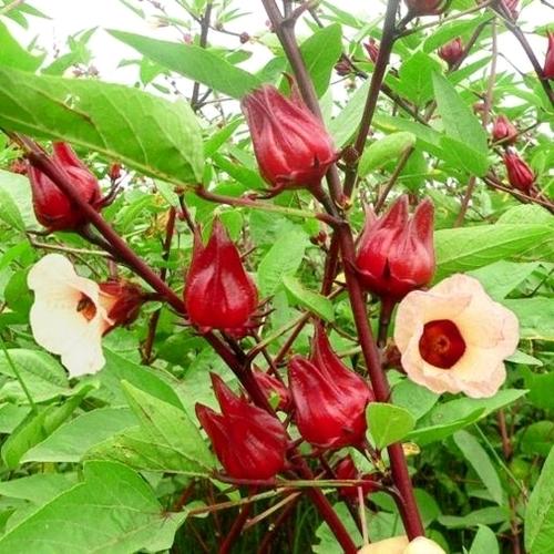 Jual Tanaman hias bunga Rosella/ tanaman sejuta manfaat/ hibiscus ...
