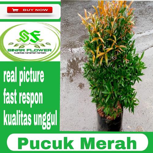 Promo pohon daun pucuk merah 80cm-1m/tanaman pucuk merah - Jakarta ...