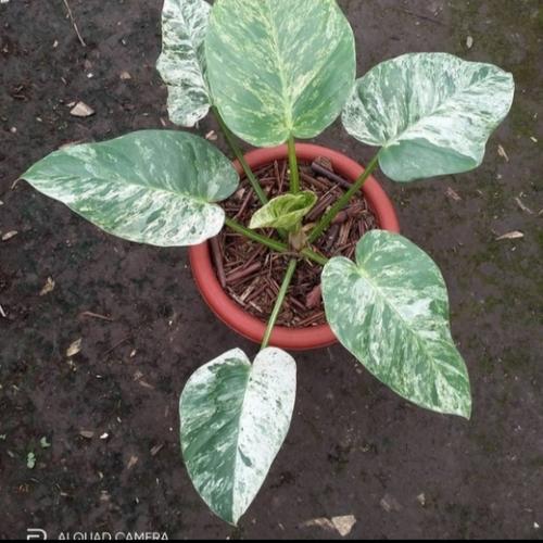 Jual tanaman hias philo marble varigata - philodendron marble variegata ...
