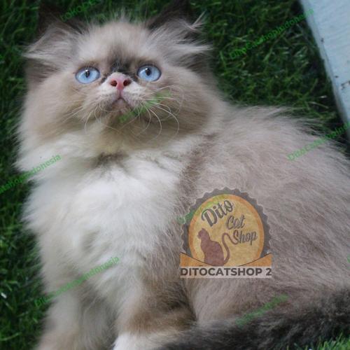 Jual Kucing Anggora Persia Himalaya Ragdoll Munchkin - 3 Betina, 3 ...