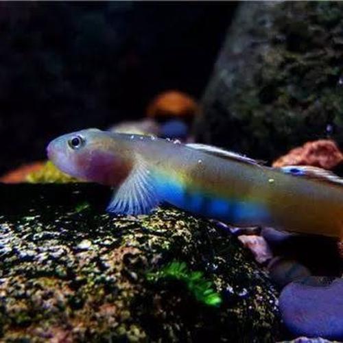Jual ikan hias blue belly red goby papua aquascape gobby - Kota Depok ...