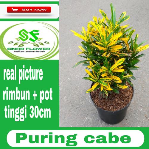 Jual tanaman hias puring cabe/puring kuning/puring cabai/ puring teri ...