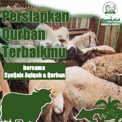 Jual Hewan Qurban Domba | Domba Qurban | Domba Qurban Syar'i - Dp ...