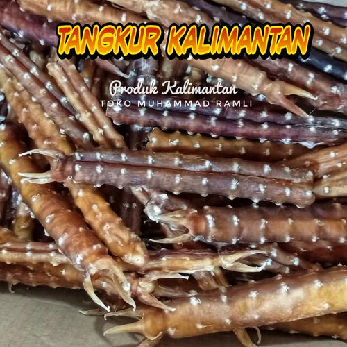 Jual TANGKUR BUAYA ASLI KALIMANTAN - Kota Banjarmasin - PRODUK HERBAL ...