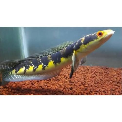 Jual ikan channa yellow riau 10-14 cm - Kab. Bogor - raincity_bettafish ...