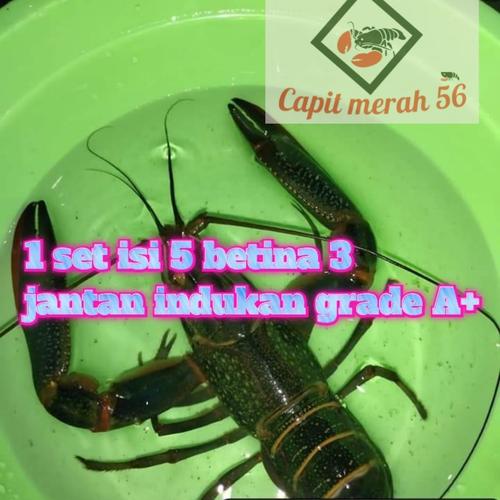 Jual Indukan lobster air tawar size 6 inch isi 5 betina 3 jantan Grade ...