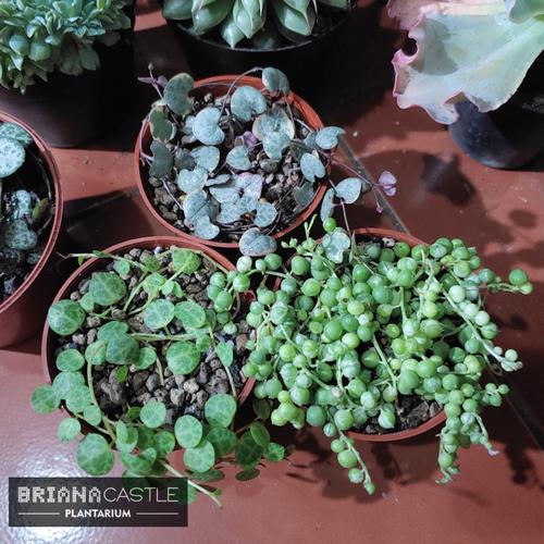 Jual String Of BEST SELLER - Turtles - Hearts Variegata - Pearls ...