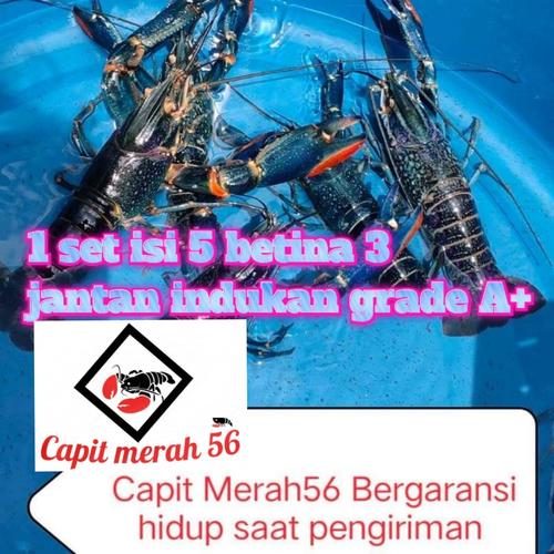 Jual lobster air tawar indukan isi 5 betina 3 jantan size 4.5 inch ...