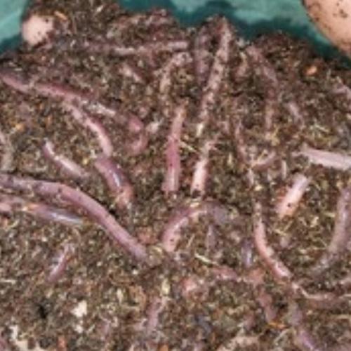 Jual PAKAN CACING TANAH PAKAN CACING TANAH MERAH PAKAN IKAN PREDATOR ...