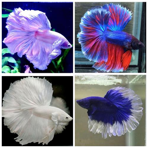 Jual ikan cupang halfmoon rosetail - cupang hm rosetail - Kota ...