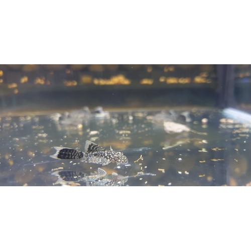 Jual Brushmouth Slayer Hitam Pleco / Sapu pleco Hitam L144 - Kota ...