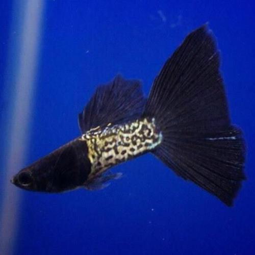 Promo Guppy Metal Snake Skin Black Tail / Guppy MSSBT - ikan guppi aquascape - Betina - Jakarta ...