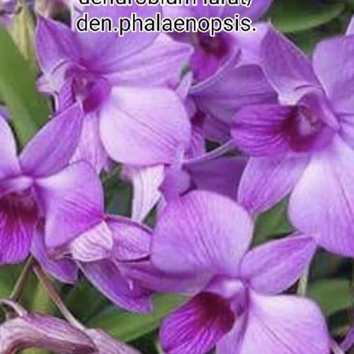 Jual anggrek dendrobium larat /phalaenopsis - Kab. Bogor - yanflora ...