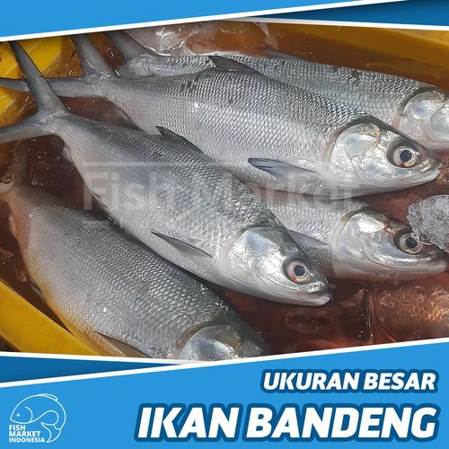 Jual Ikan Bandeng Segar 1kg/Ekor - Ikan Bandeng Besar Segar - Jakarta ...
