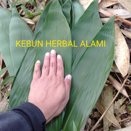 Jual Daun bambu bungkus bacang ukuran jumbo - Kota Bandung - Kebun ...