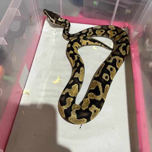 Jual ball python asphalt / YB pastel - Kab. Tangerang - ballpythonindo ...