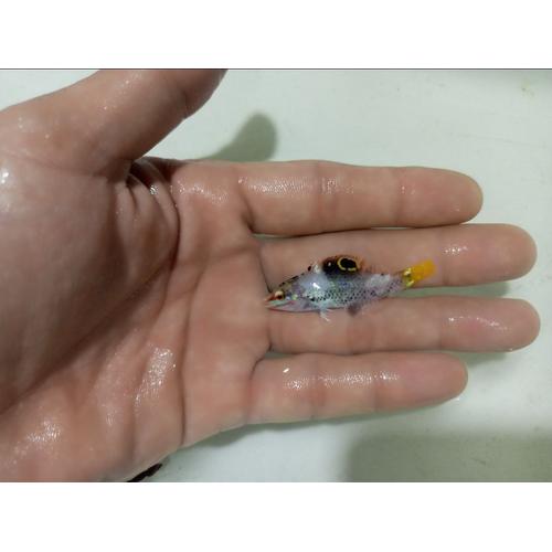 Jual Checkerboard Wrasse / Keling Perak - Kota Bekasi - Shunyang Marine ...