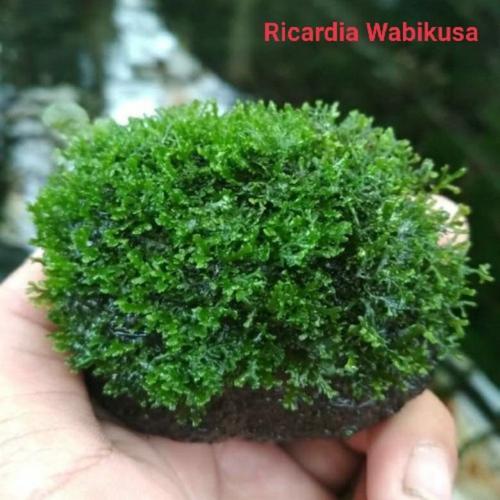 Jual Moss Ricardia Media Wabikusa Tanaman Tumbuhan Aquascape Aquarium ...