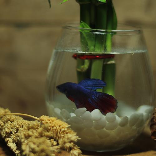 Jual Aquarium Mini Cupang Tank Akuarium Ikan Hias Aquascape Tanaman ...