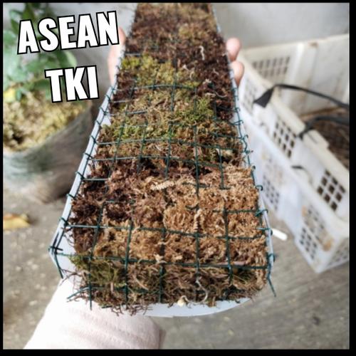 Jual turus lumut hidup mika 50 cm, penyangga tanaman 2 tiang bambu ...