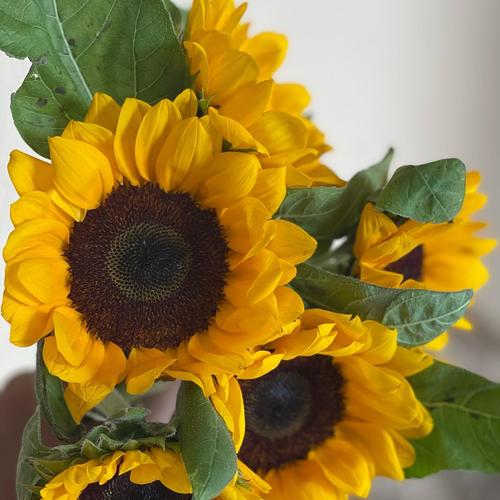 Jual Bunga Matahari Semi Import (Bunga Segar Jakarta) - Jakarta Barat ...