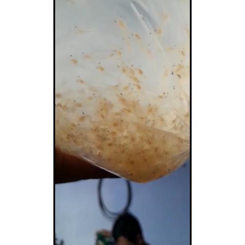 Jual Benur / Juvenil Udang Galah Kolam Air Tawar - Kab. Sukabumi ...