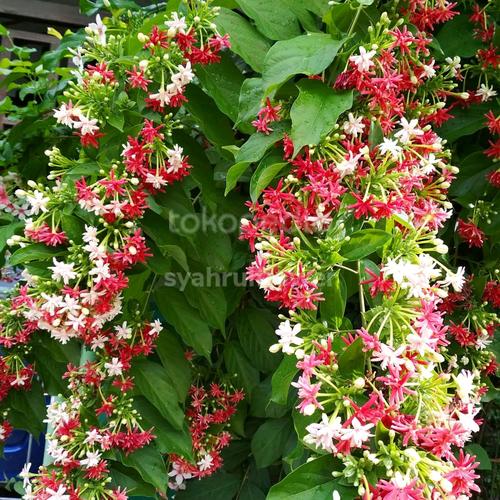 Jual tanaman merambat melati Belanda bunga tumpuk - Kab. Kediri ...