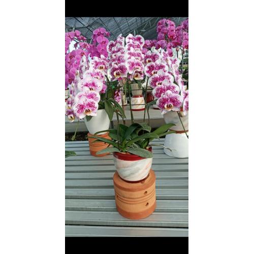 Jual Bunga Anggrek Bulan Dewasa Asli Variasi Warna Merah & Putih - Kota ...