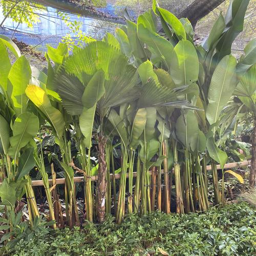 Jual Pisang Karibay Tinggi 2 Meter - Jakarta Barat - little Bali ...