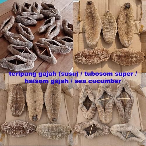 Promo teripang gajah/ tubosom/ haisom gajah/ Timun Laut/ sea cucumber ...