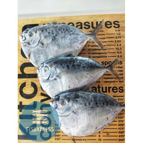 Jual Etem / Semar @500gr - Utuh - Kota Bekasi - FishXpress | Tokopedia