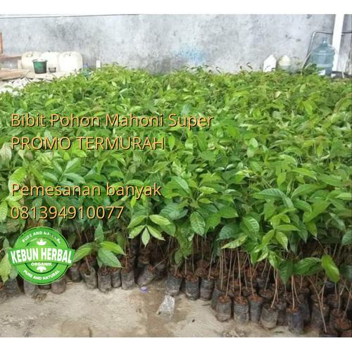 Jual Bibit Pohon Mahoni - 25 cm - Kota Bekasi - Kebun Herbal Organik ...