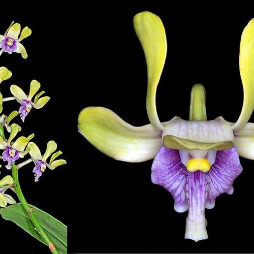 Jual anggrek dendrobium violaceoplavens( besi papua)pra dewasa - Kota ...