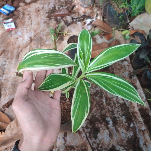 Jual Tanaman pacing pentul varigata - pohon pacing putih - Kab. Bogor ...