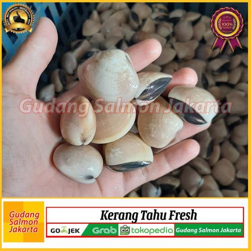 Jual Promo Kerang Kepa segar 1Kg | Kerang Tahu segar ada yang masih ...