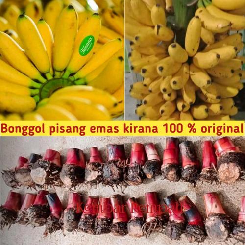 Jual Bibit bonggol pisang mas kirana original - Kab. Cilacap - Kembar ...