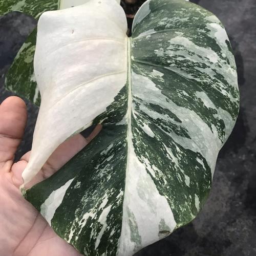 Jual monstera white tiger variegata - Kab. Bogor - tanam4rt | Tokopedia