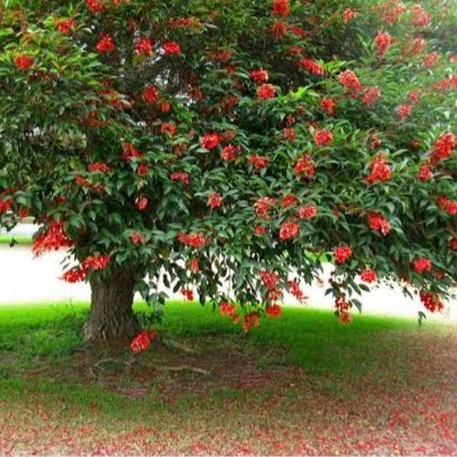 Jual Pohon Dadap merah tinggi 2,5meter - Kab. Bogor - kenzo taman hias ...