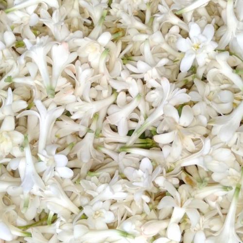 Jual BUNGA SEDAP MALAM TABUR FRESH SEGAR / ZIARAH MAKAM / KEAGAMAAN ...