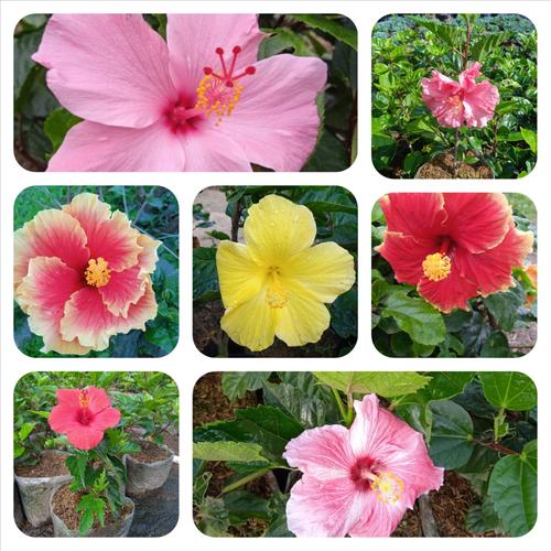 Jual Tanaman Bunga Sepatu / Hibiscus - pink fushion - Kab. Bandung ...