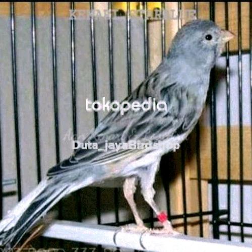 Jual KENARI STARBLUE BAHAN JANTAN PILIHAN - Jakarta Timur - Duta ...