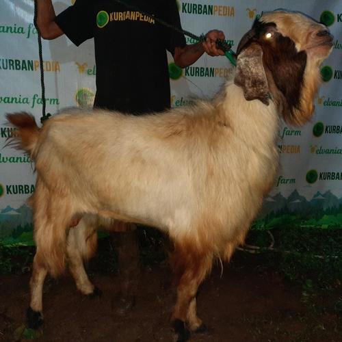 Jual Kambing Domba Kurban Qurban Murah Kurbanpedia - Super 65 Kg ...