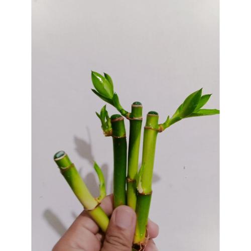 Jual BAMBU HOKKI | BAMBU HOKI | BAMBU CINA | BAMBU REJEKI - satuan 8cm ...